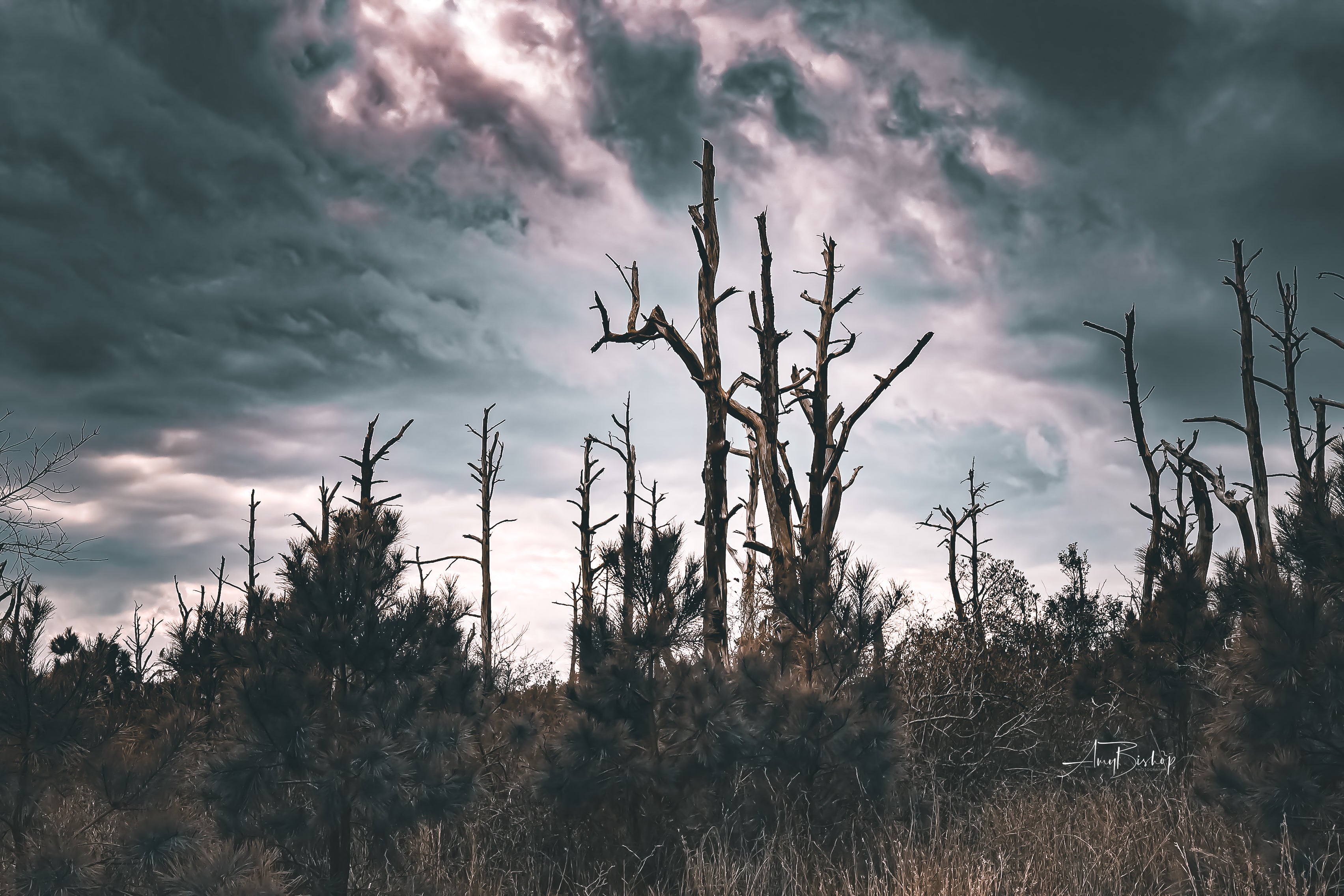 Assateague Trees- The Assateague Island Collection